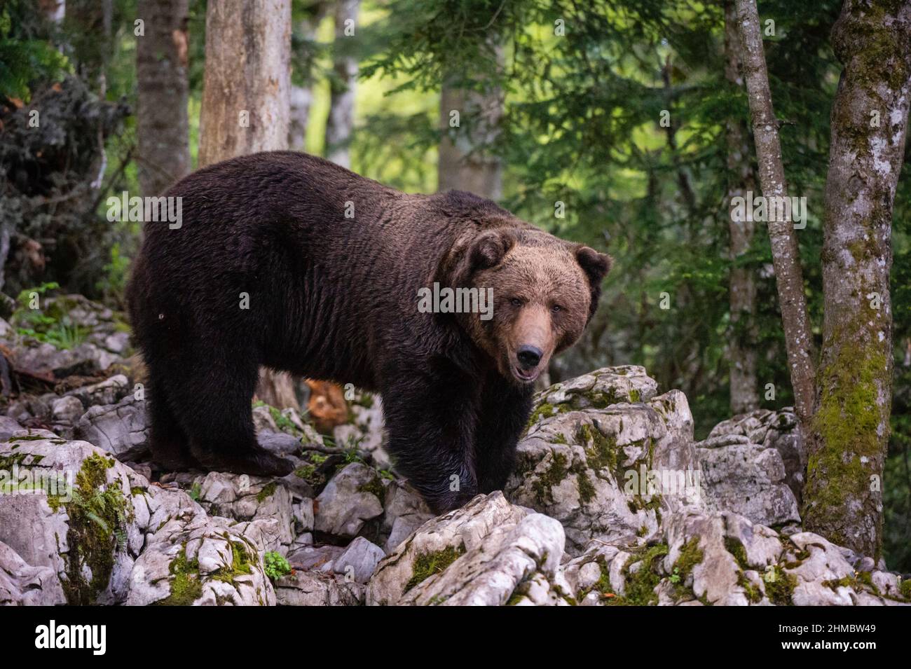 European brown bear Stock Photo - Alamy