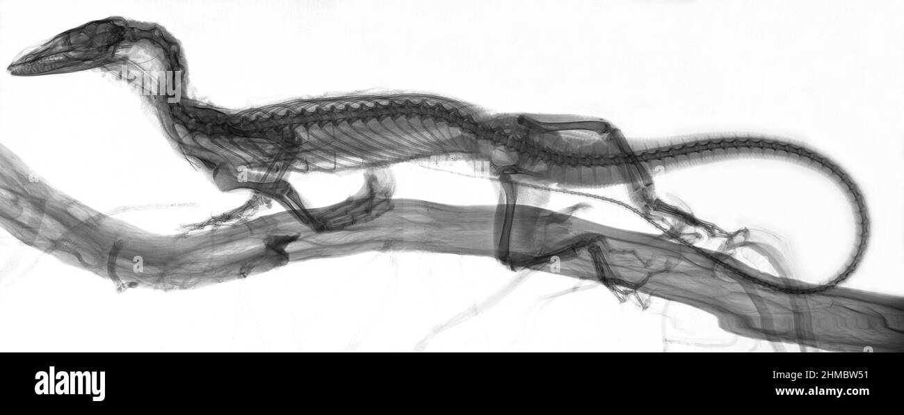 Black roughneck monitor lizard, X-ray Stock Photo - Alamy