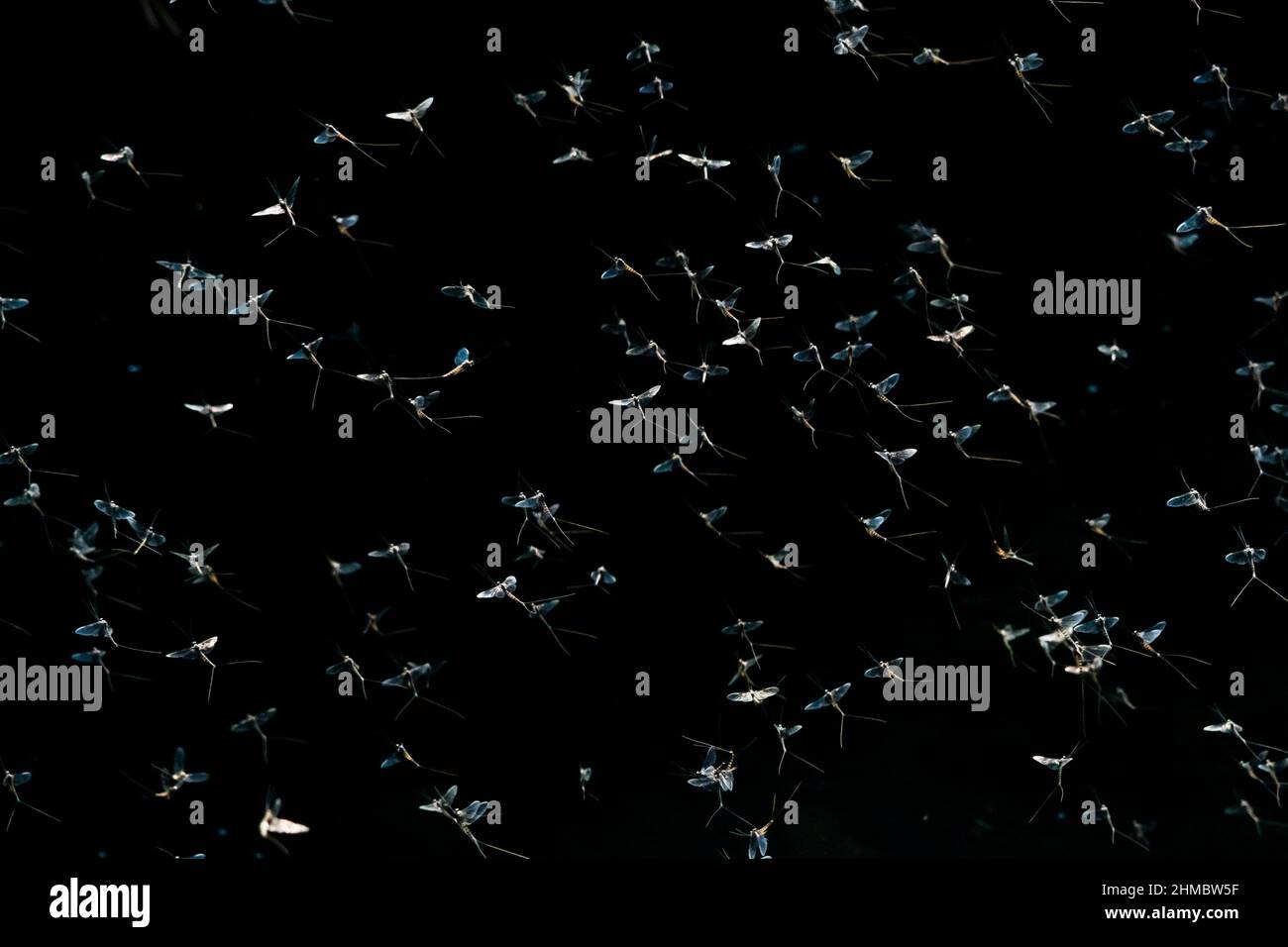 Mayflies in flight over Obrh River, Slovenia Stock Photo - Alamy