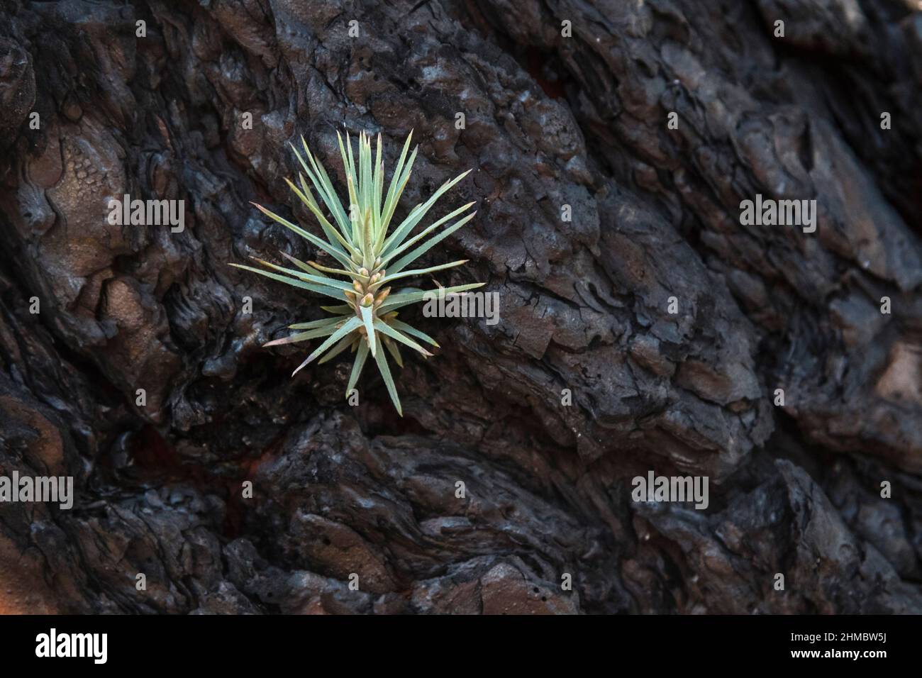 Canary pine tree (Pinus canariensis Stock Photo - Alamy