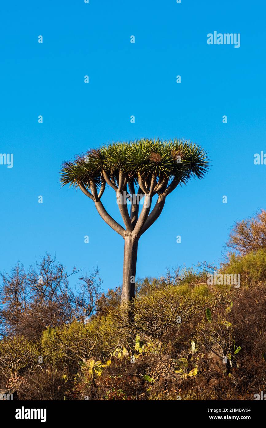 Dragon tree (Dracaena draco Stock Photo - Alamy
