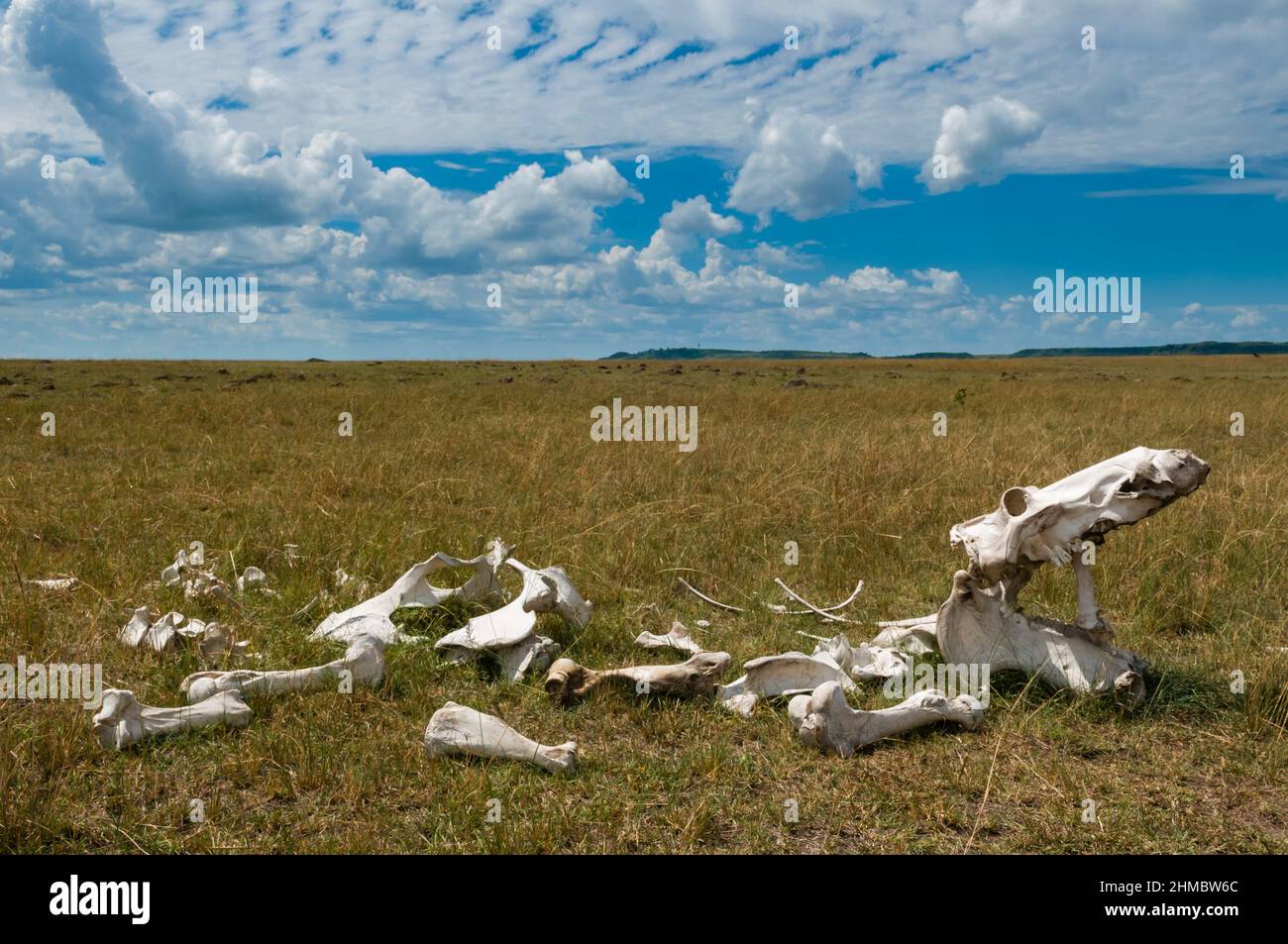 Hippopotamus skeleton lying in the Maasai Mara plains, Kenya Stock ...