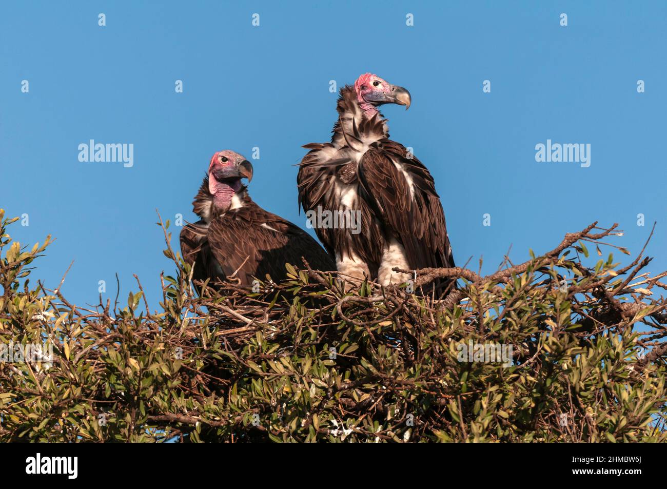 Two lappet-faced vultures in their nest Stock Photo - Alamy