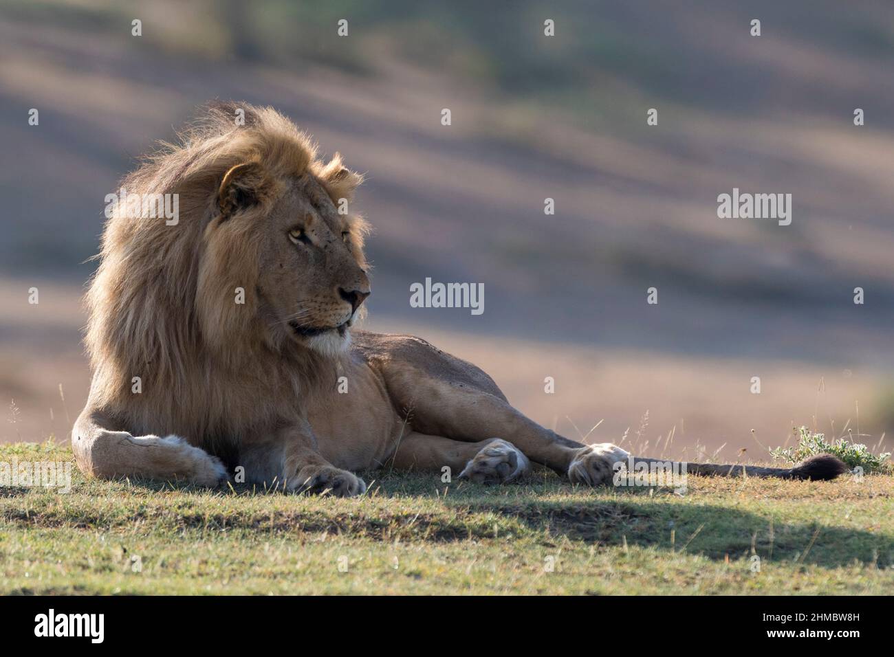 Male lion resting in the morning Stock Photo - Alamy