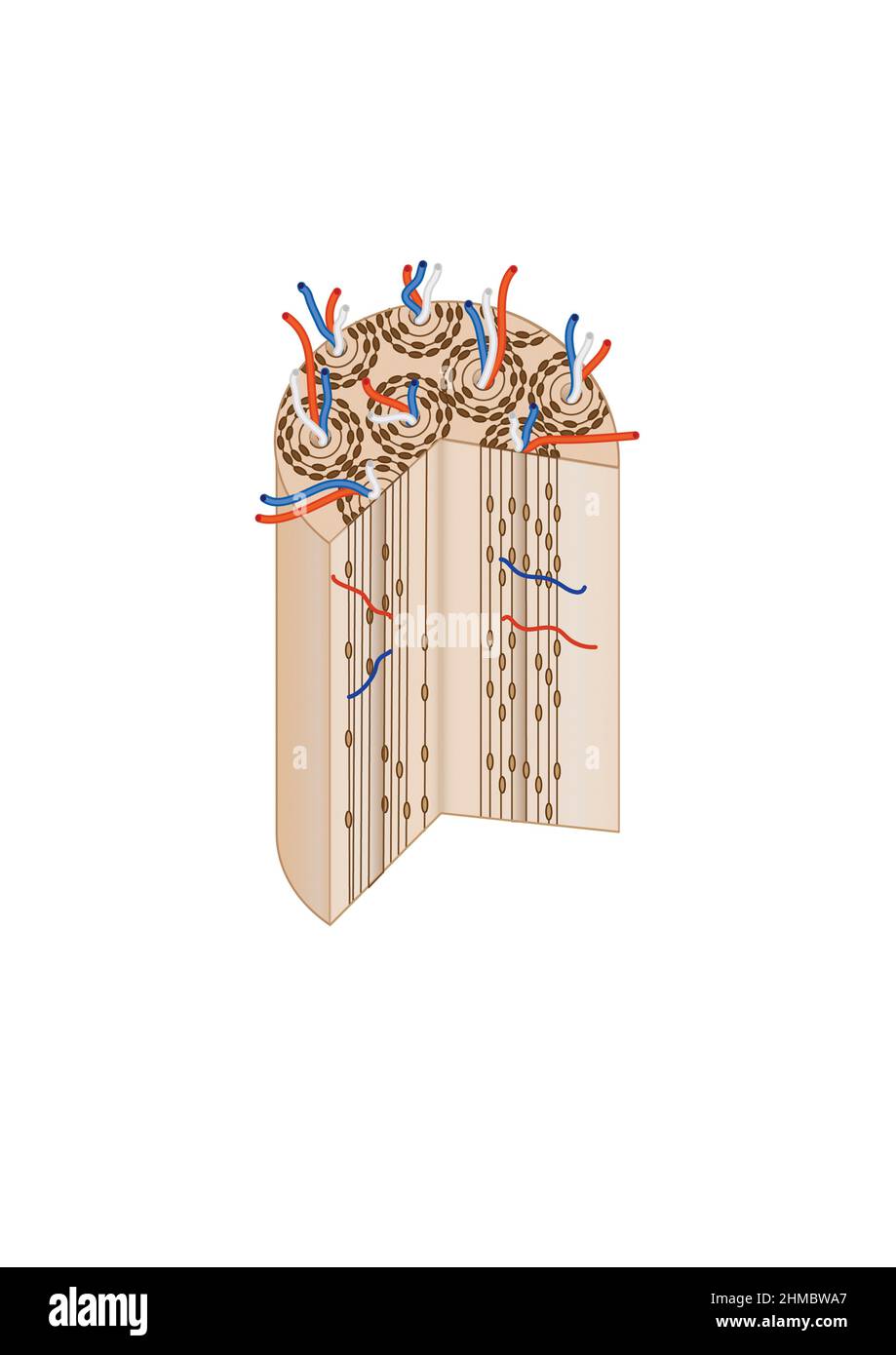 Compact bone, illustration Stock Photo - Alamy