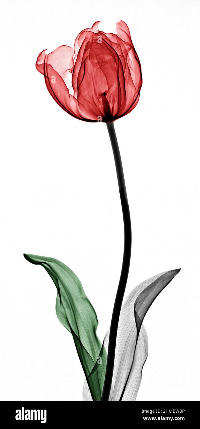 Tulip flower, X-ray Stock Photo - Alamy