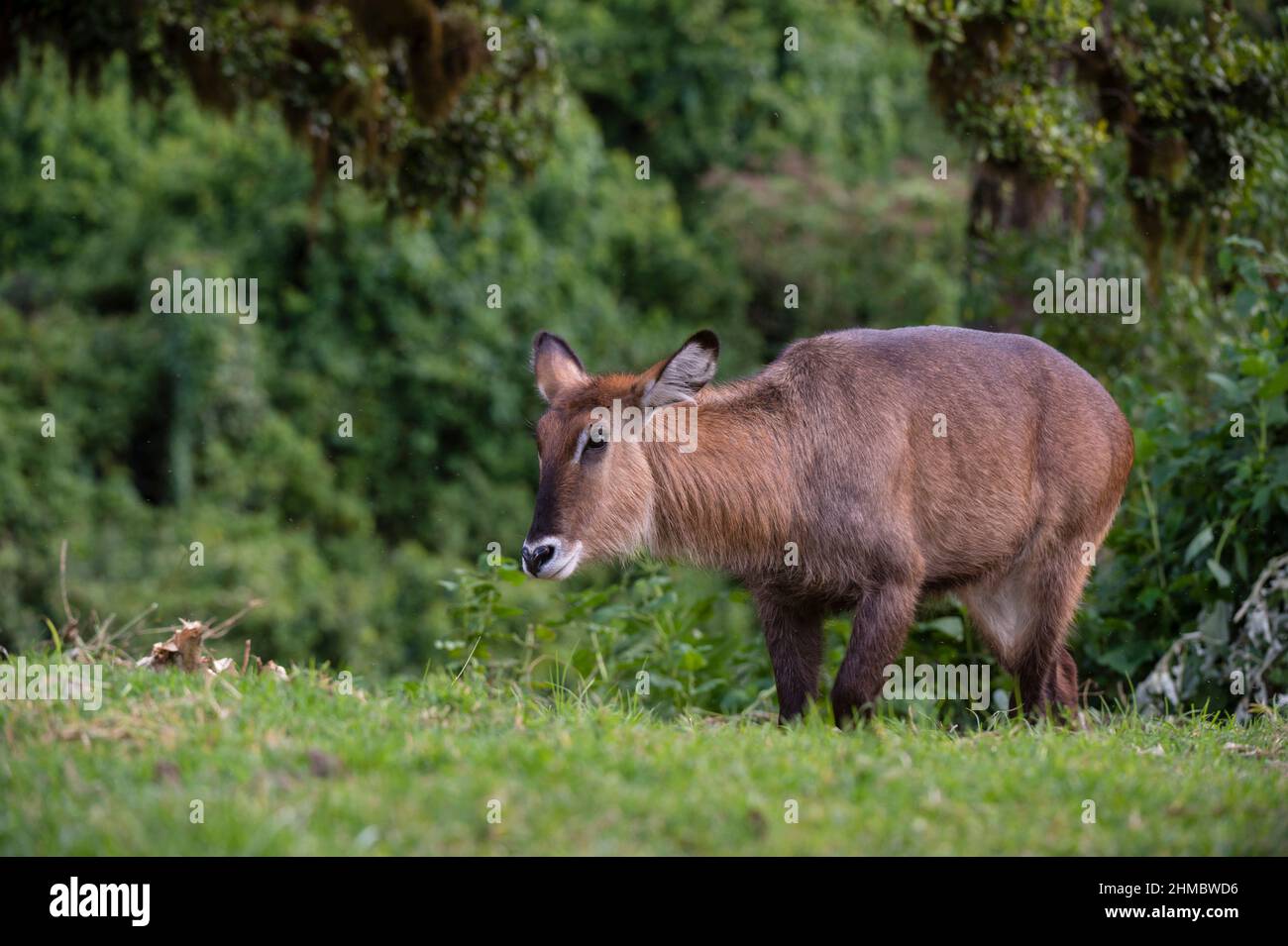 Female waterbuck walking Stock Photo - Alamy