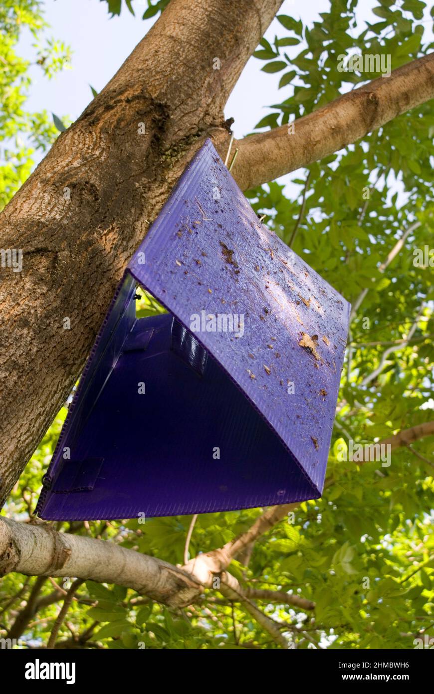Insect trap in tree Stock Photo - Alamy