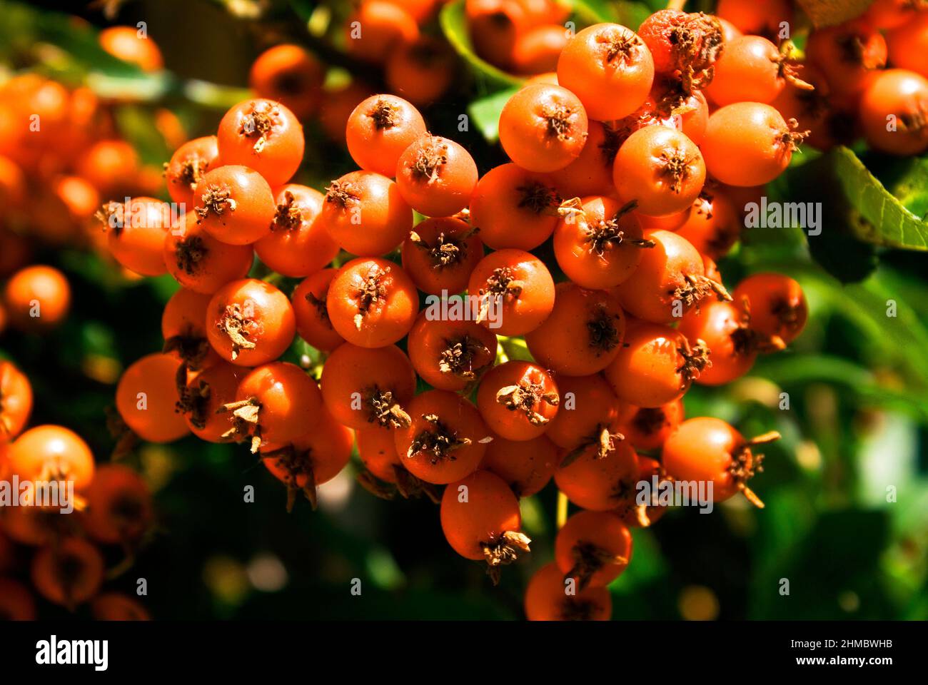 Orange Pyracantha berries Stock Photo - Alamy