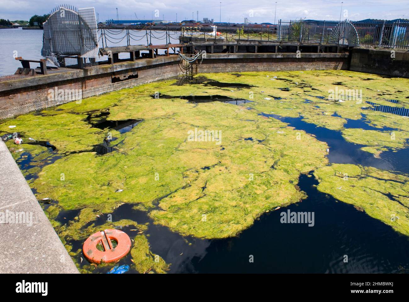 Water weed in Cardiff dock Stock Photo - Alamy