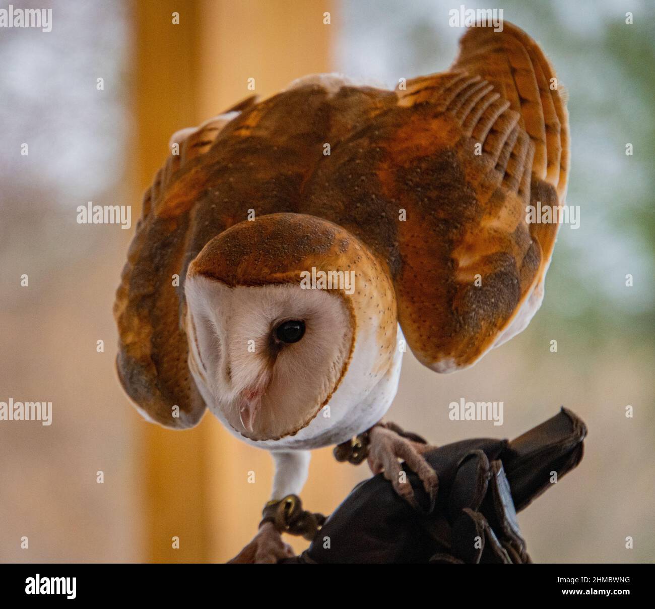 White heart shaped face hi-res stock photography and images - Alamy