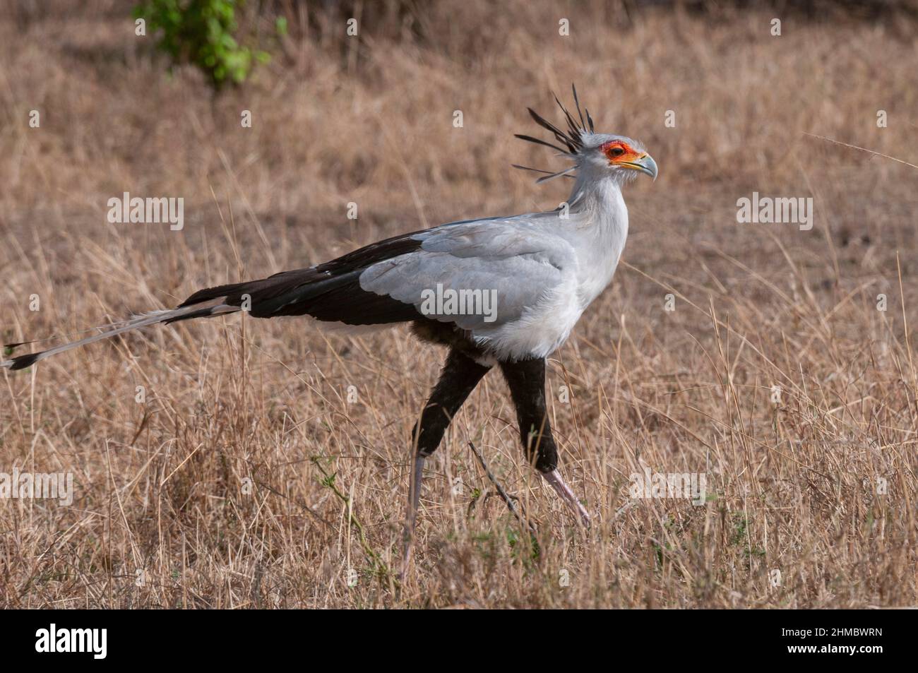 Secretary bird walking Stock Photo - Alamy