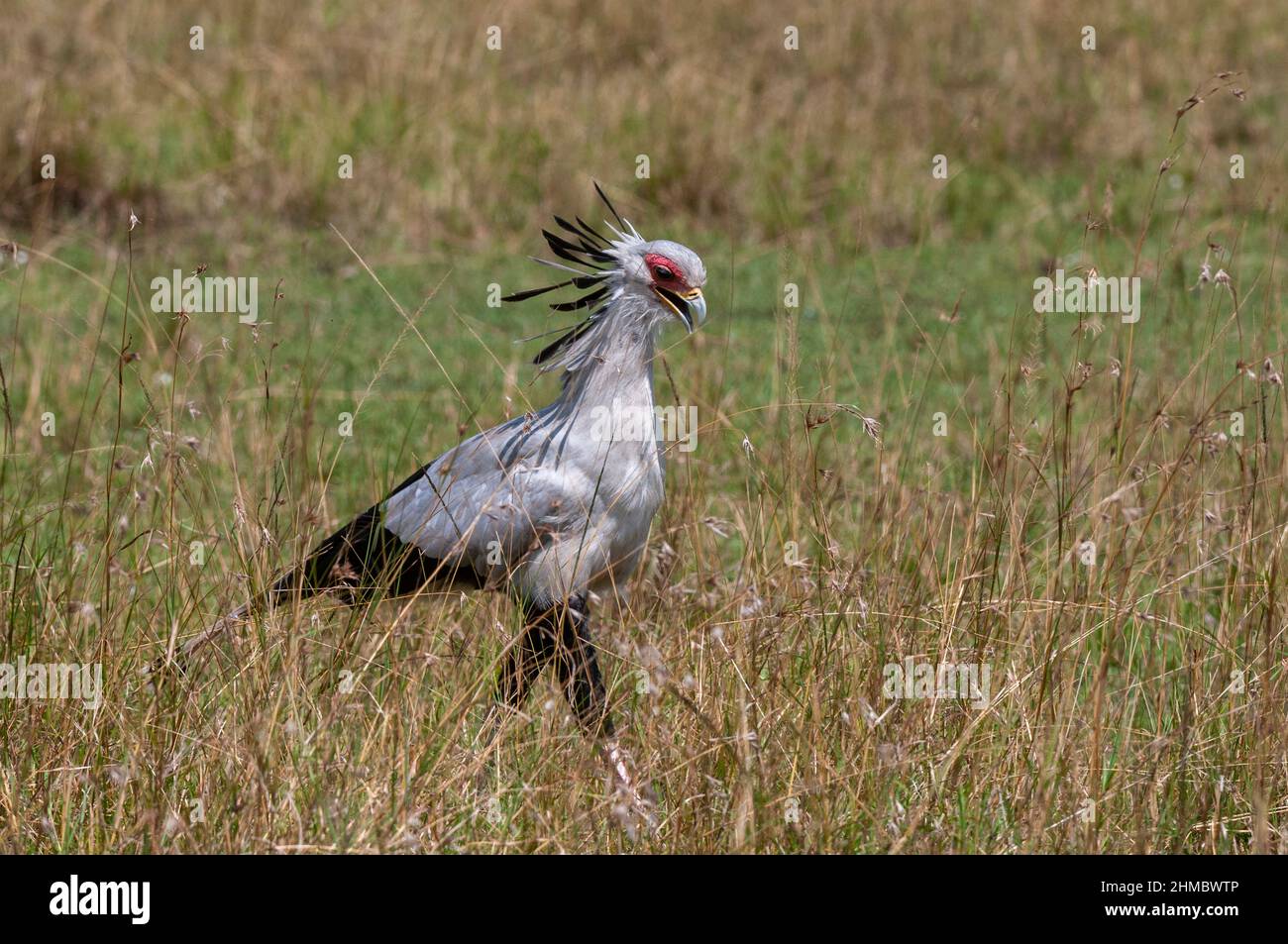 Secretary bird searching for snakes in tall grass Stock Photo - Alamy