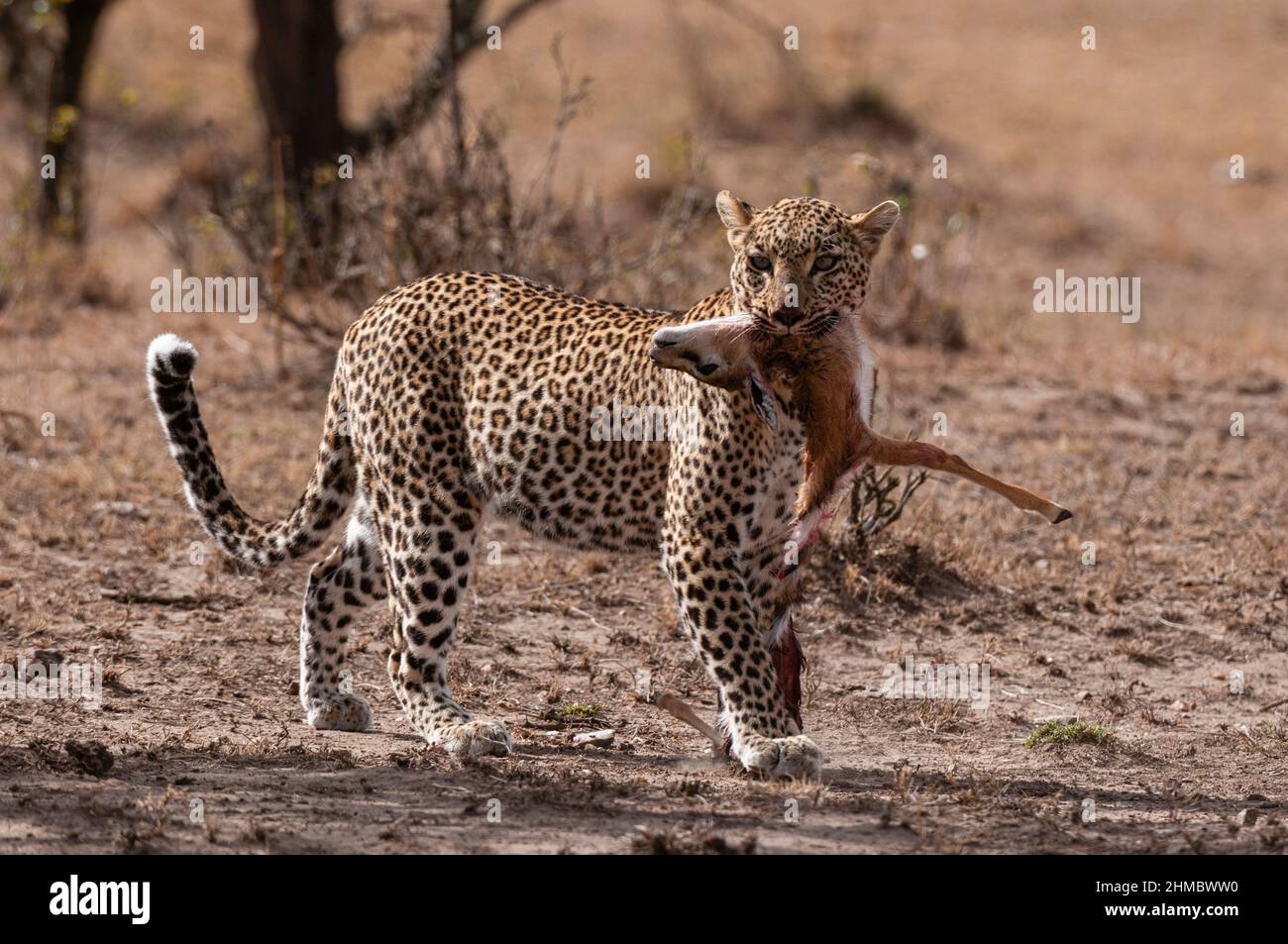 Leopard feeding on an impala Stock Photo - Alamy