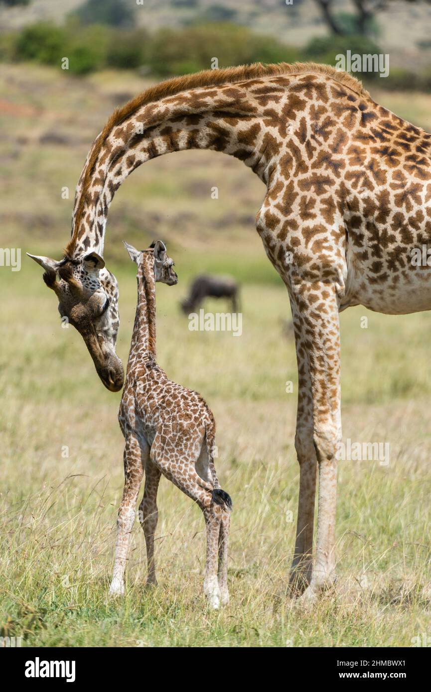 Masai giraffe mother and newborn calf Stock Photo - Alamy