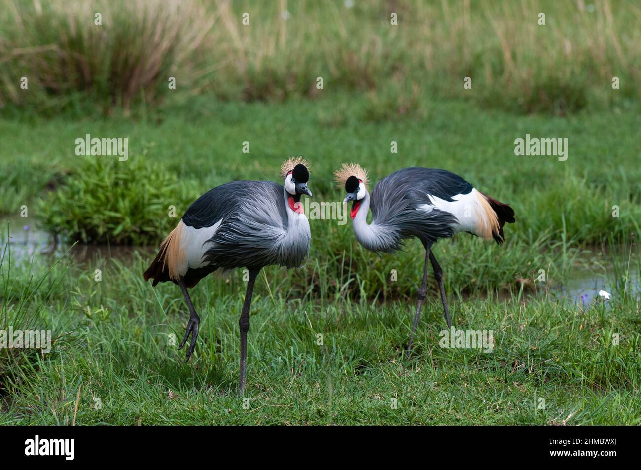 Two grey-crowned cranes hunting in a marshy area Stock Photo - Alamy