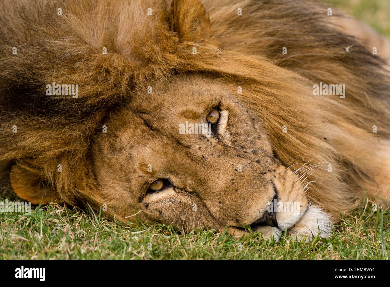 Male lion laying on grass Stock Photo - Alamy