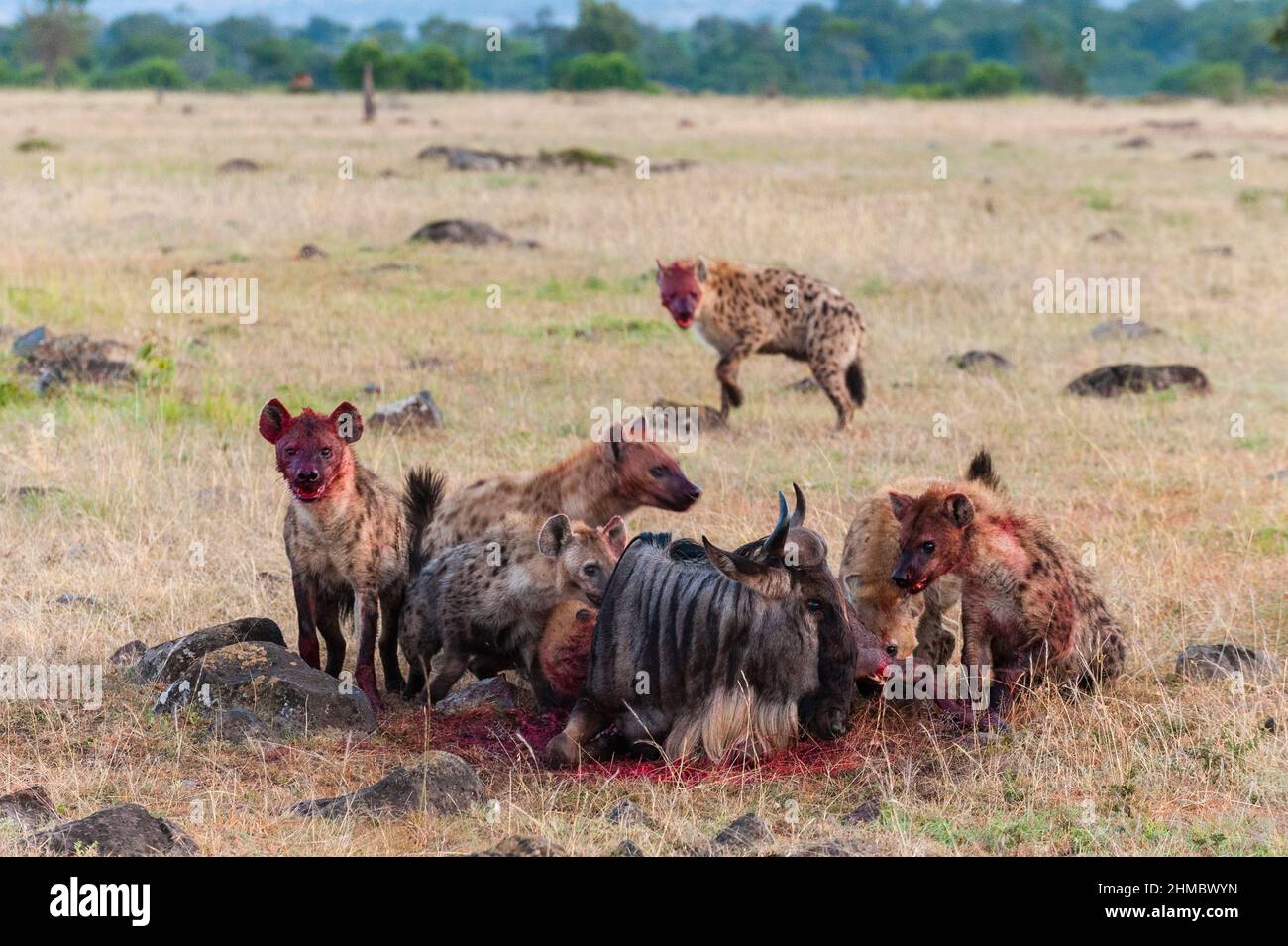Spotted hyenas feeding on wildebeest while still alive Stock Photo - Alamy