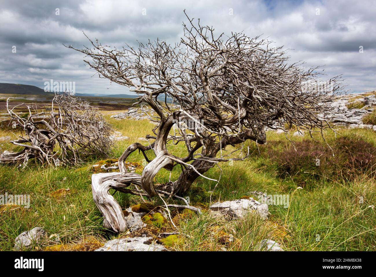 Dead juniper (Juniperus sp.) bushes Stock Photo - Alamy