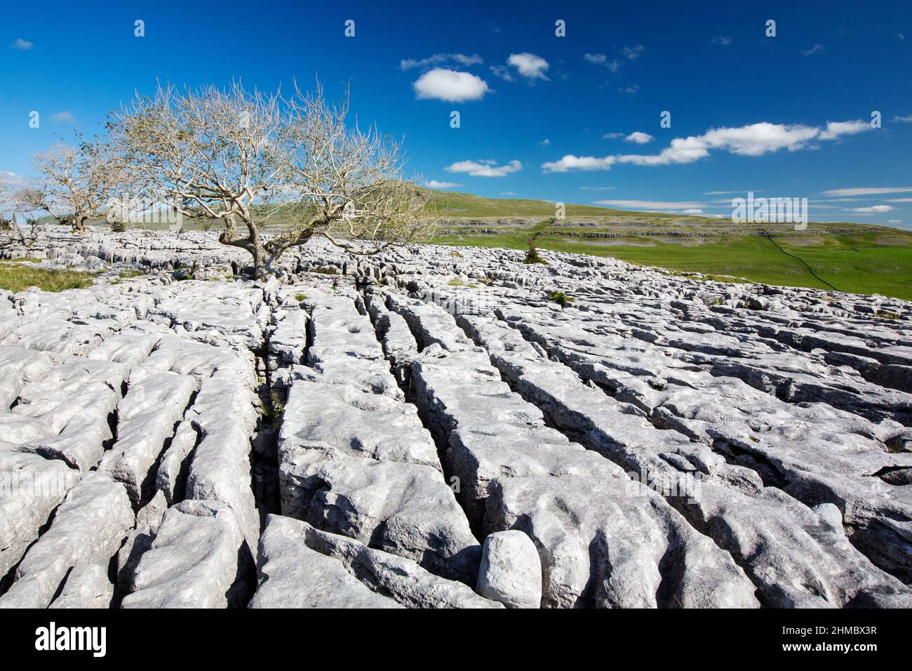 Ash die back Stock Photo - Alamy