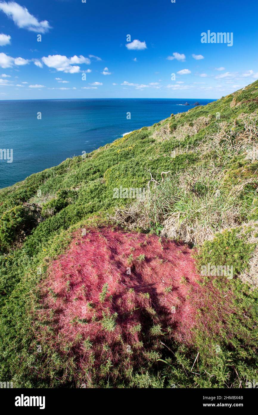 Dodder (Cuscuta epithymum Stock Photo - Alamy