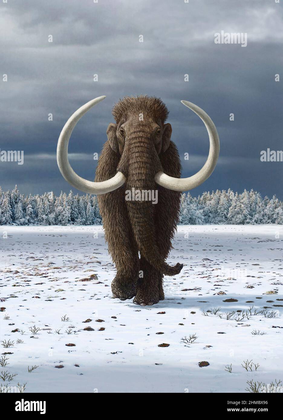 Woolly mammoth, illustration Stock Photo - Alamy
