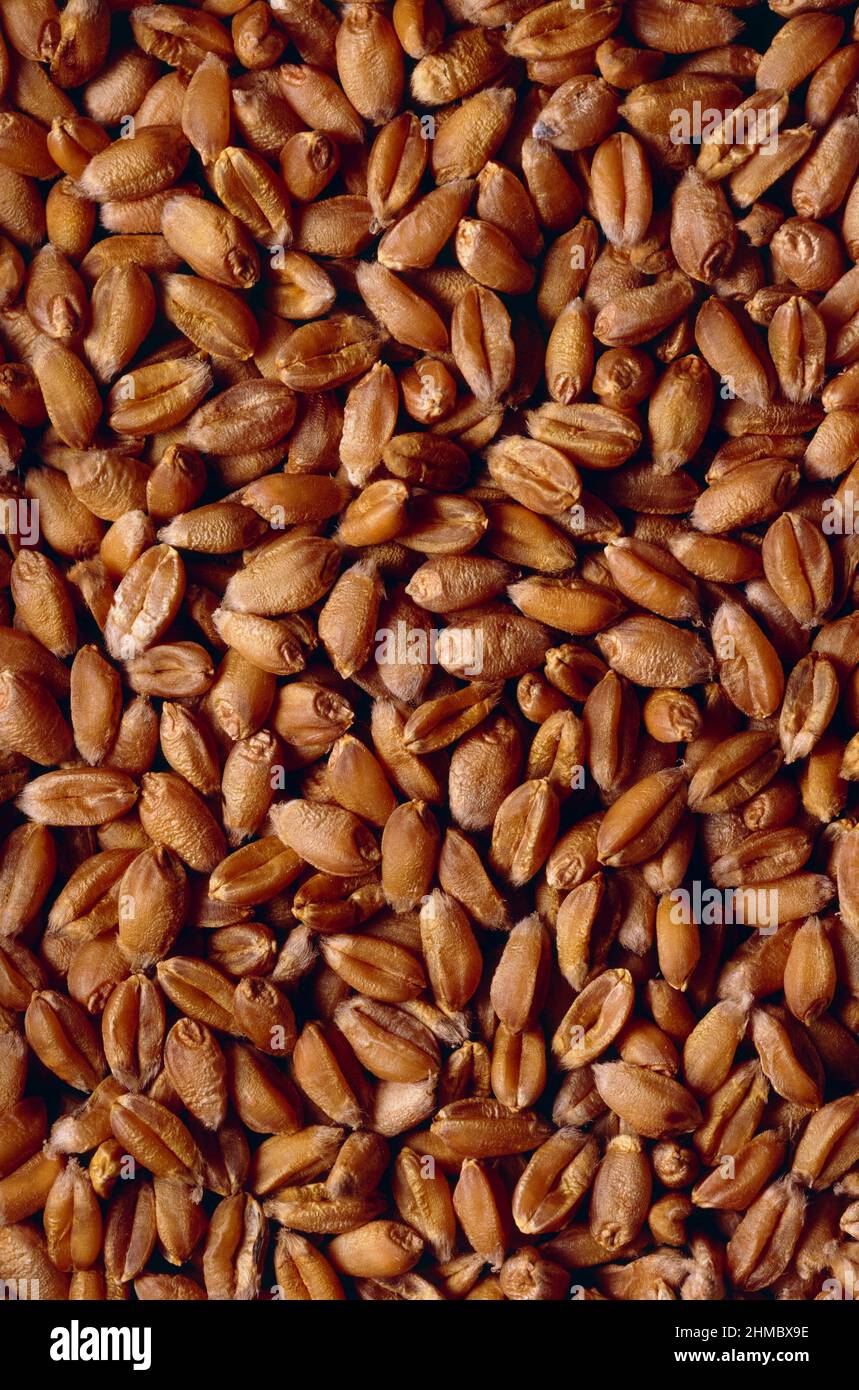 Collection of pure wholewheat grains Stock Photo - Alamy