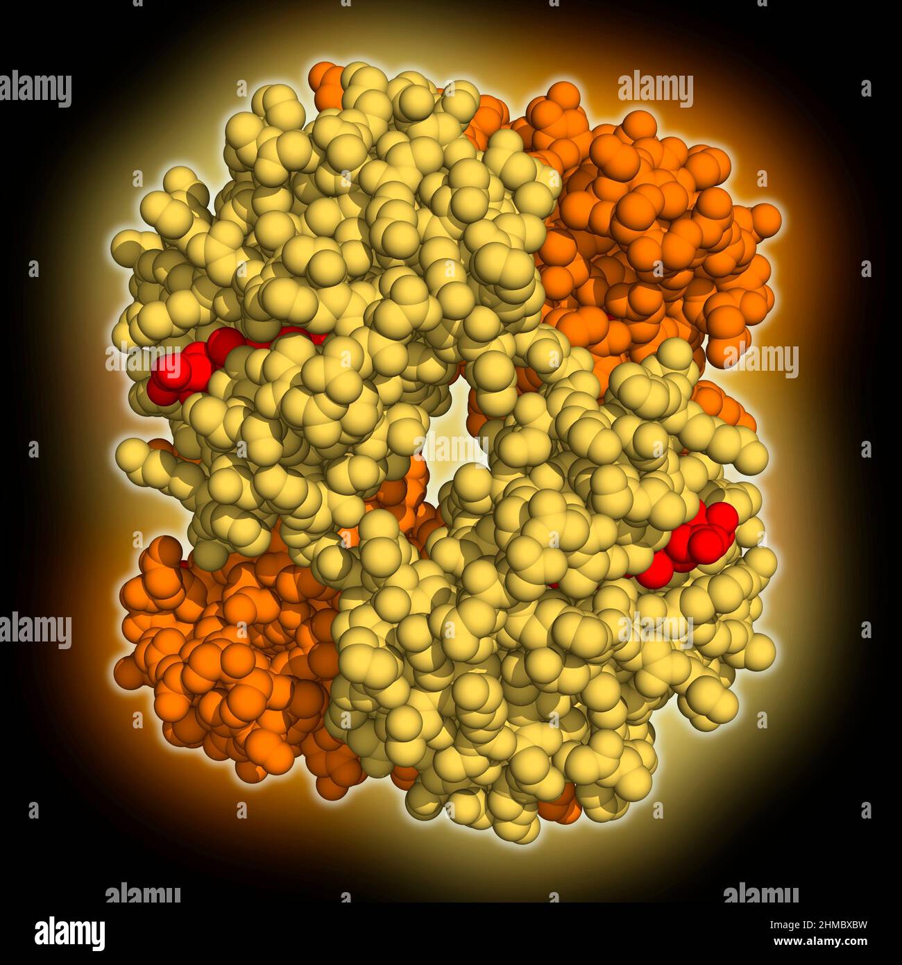Foetal haemoglobin, molecular model Stock Photo - Alamy