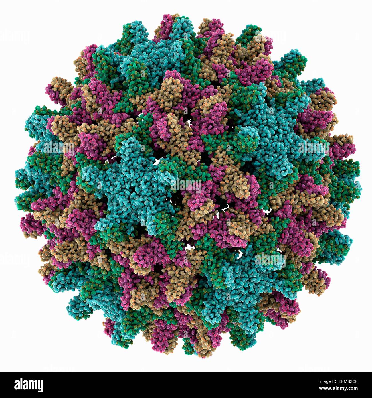 Hepatitis B virus capsid, molecular model Stock Photo - Alamy
