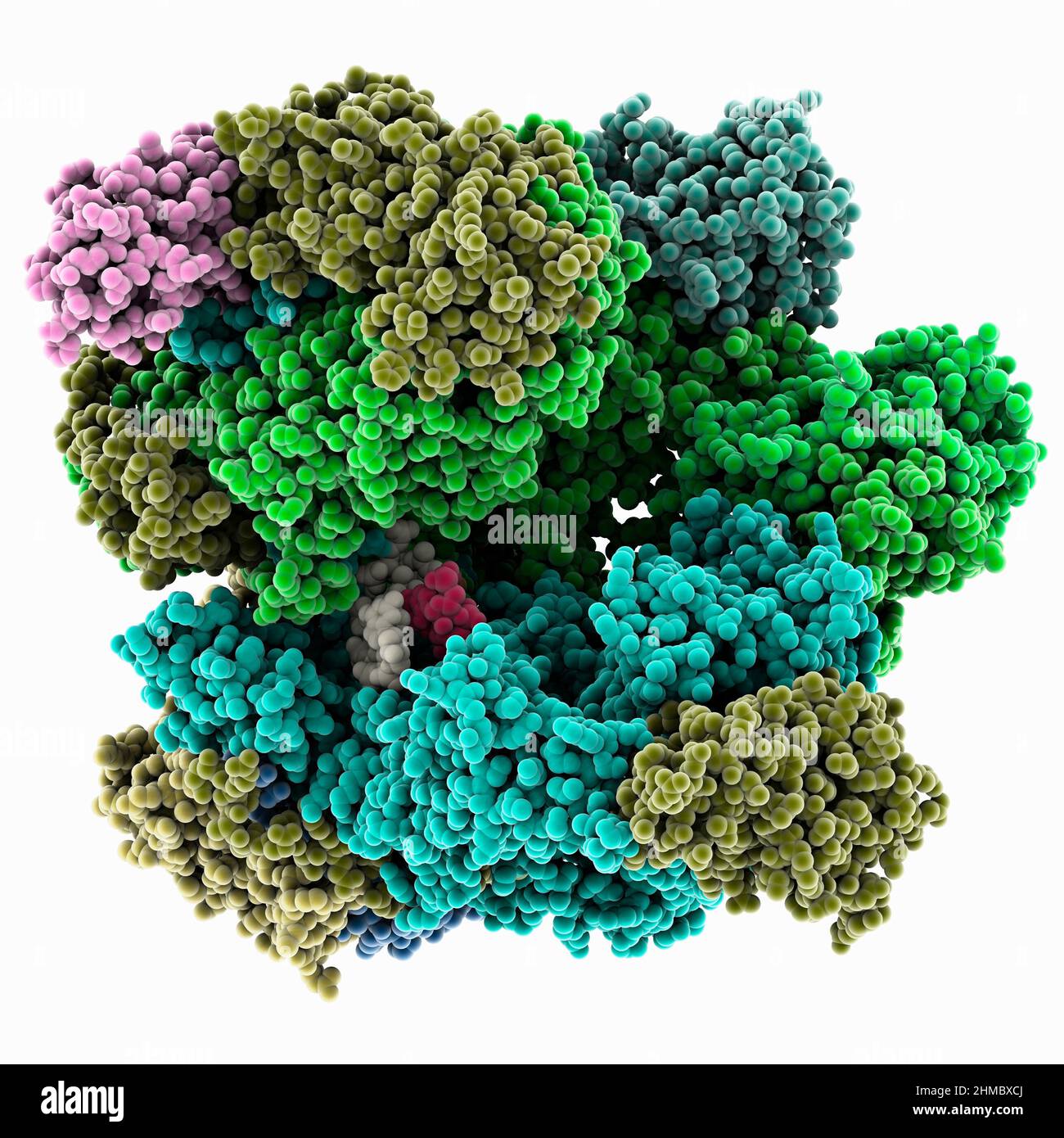Poxvirus transcription process, molecular model Stock Photo - Alamy