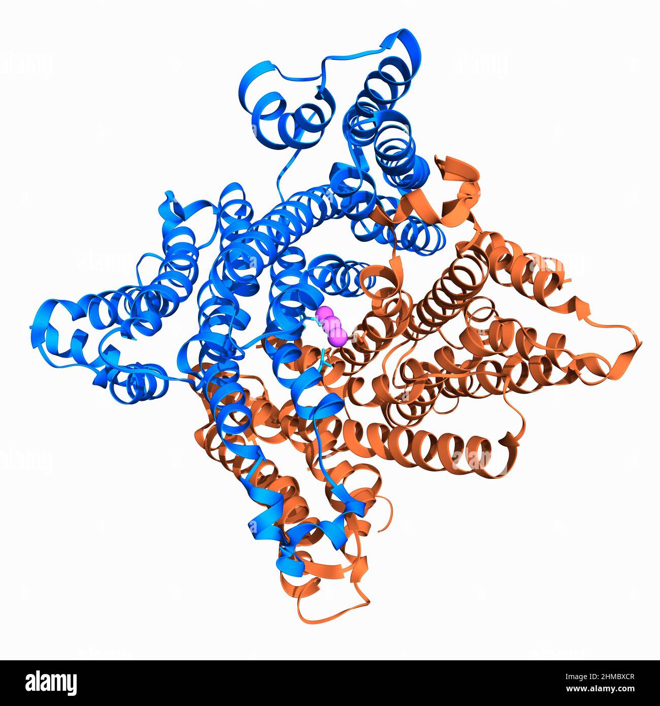 Membrane potassium channel TMEM175, molecular model Stock Photo - Alamy