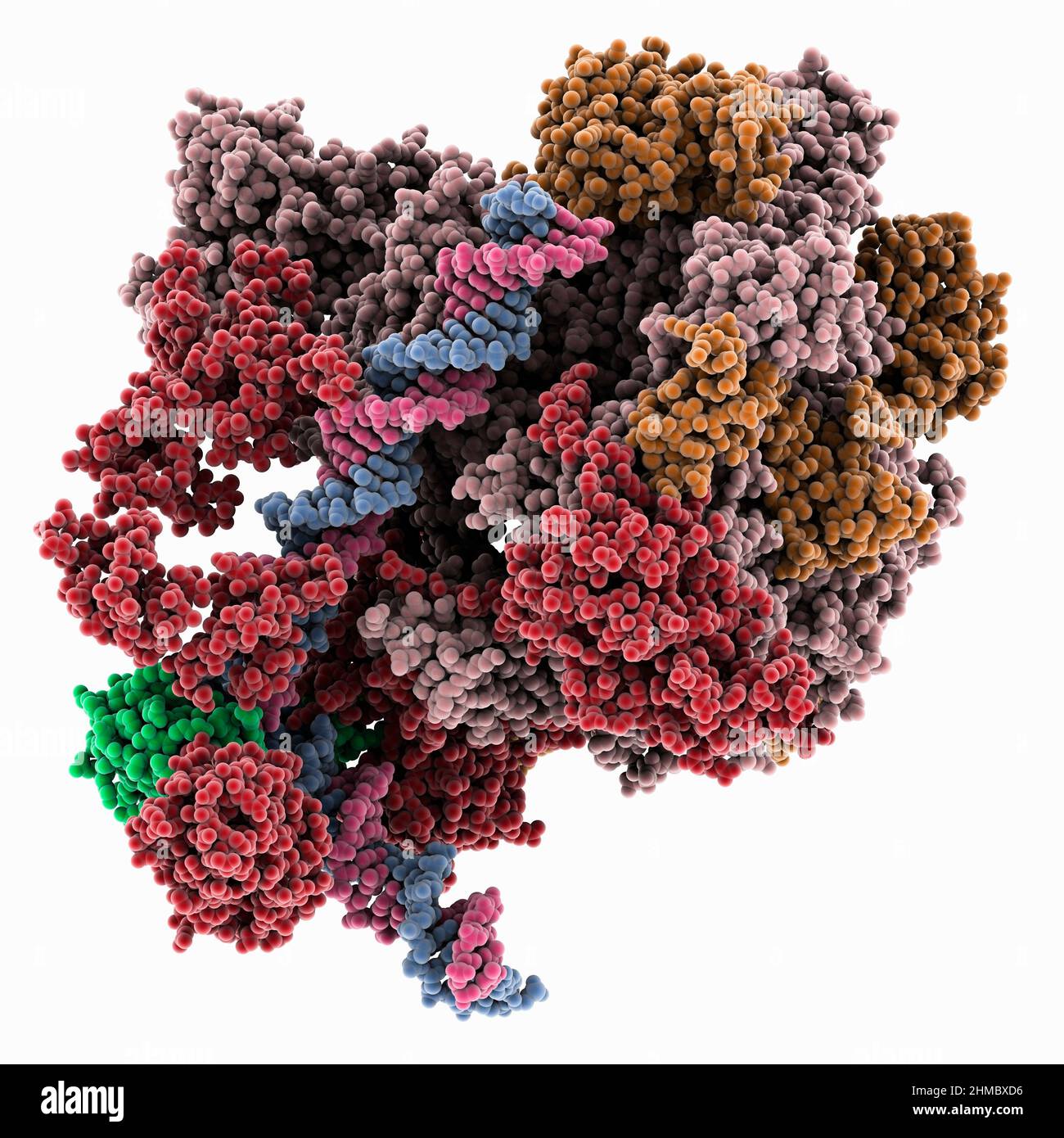 Transcription initiation complex, molecular model Stock Photo - Alamy