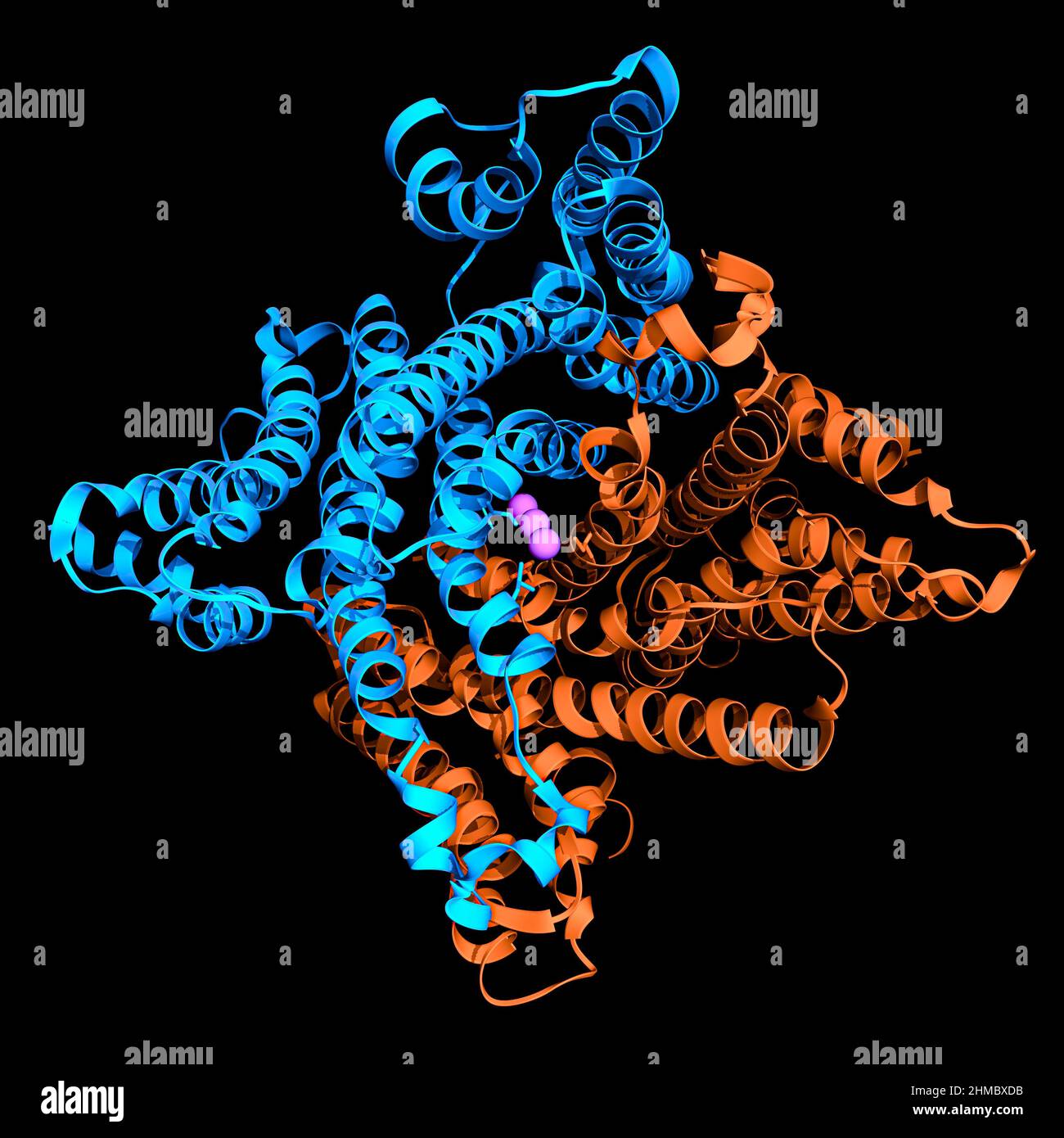 Membrane potassium channel TMEM175, molecular model Stock Photo - Alamy