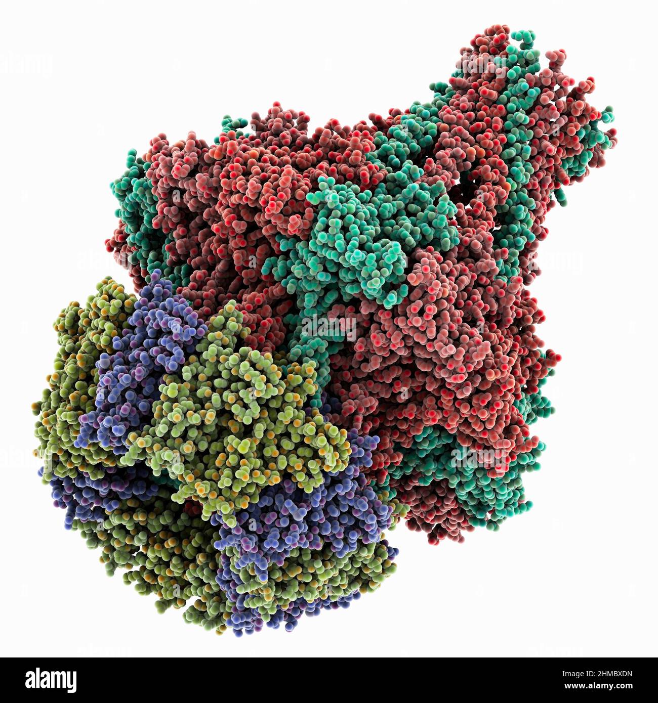 Cyanophage Pam1 portal-adaptor complex, molecular model Stock Photo - Alamy