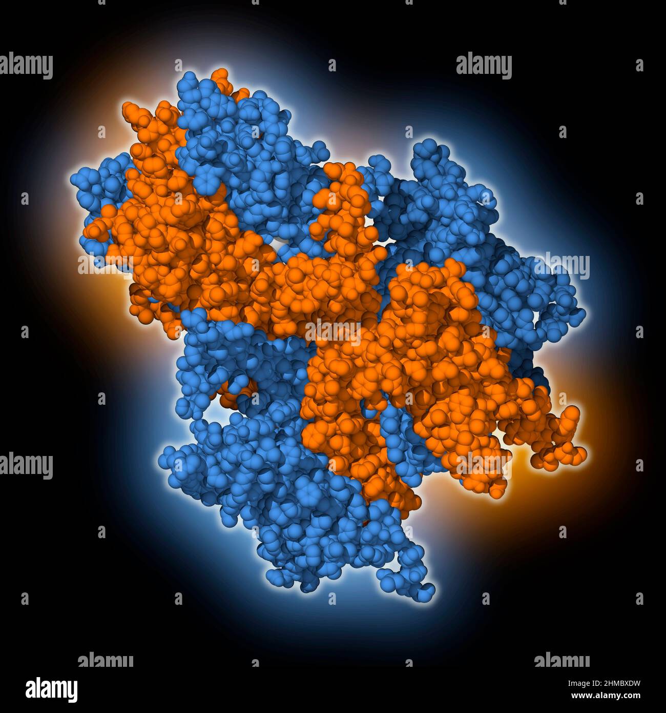 Human potassium channel Kv4.2, molecular model Stock Photo - Alamy