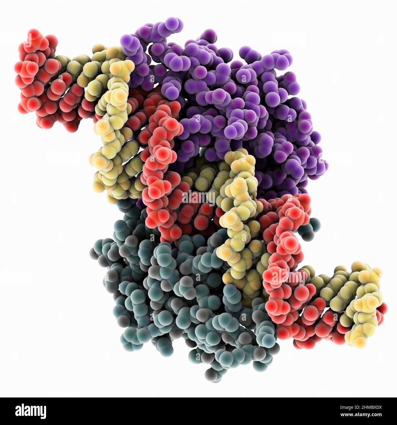 Haeme sensor protein complexed with DNA, molecular model Stock Photo - Alamy