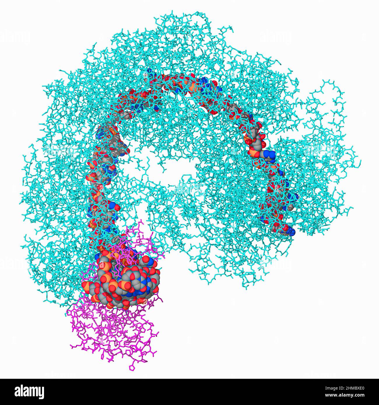 CRISPR-Cas complex, molecular model Stock Photo - Alamy