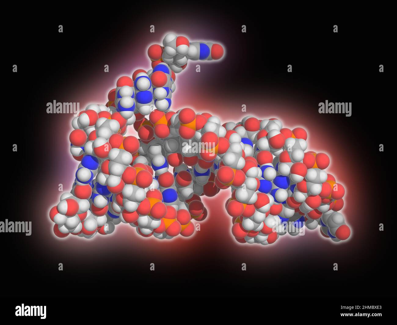 Dengue virus RNA stemloop A, molecular model Stock Photo - Alamy