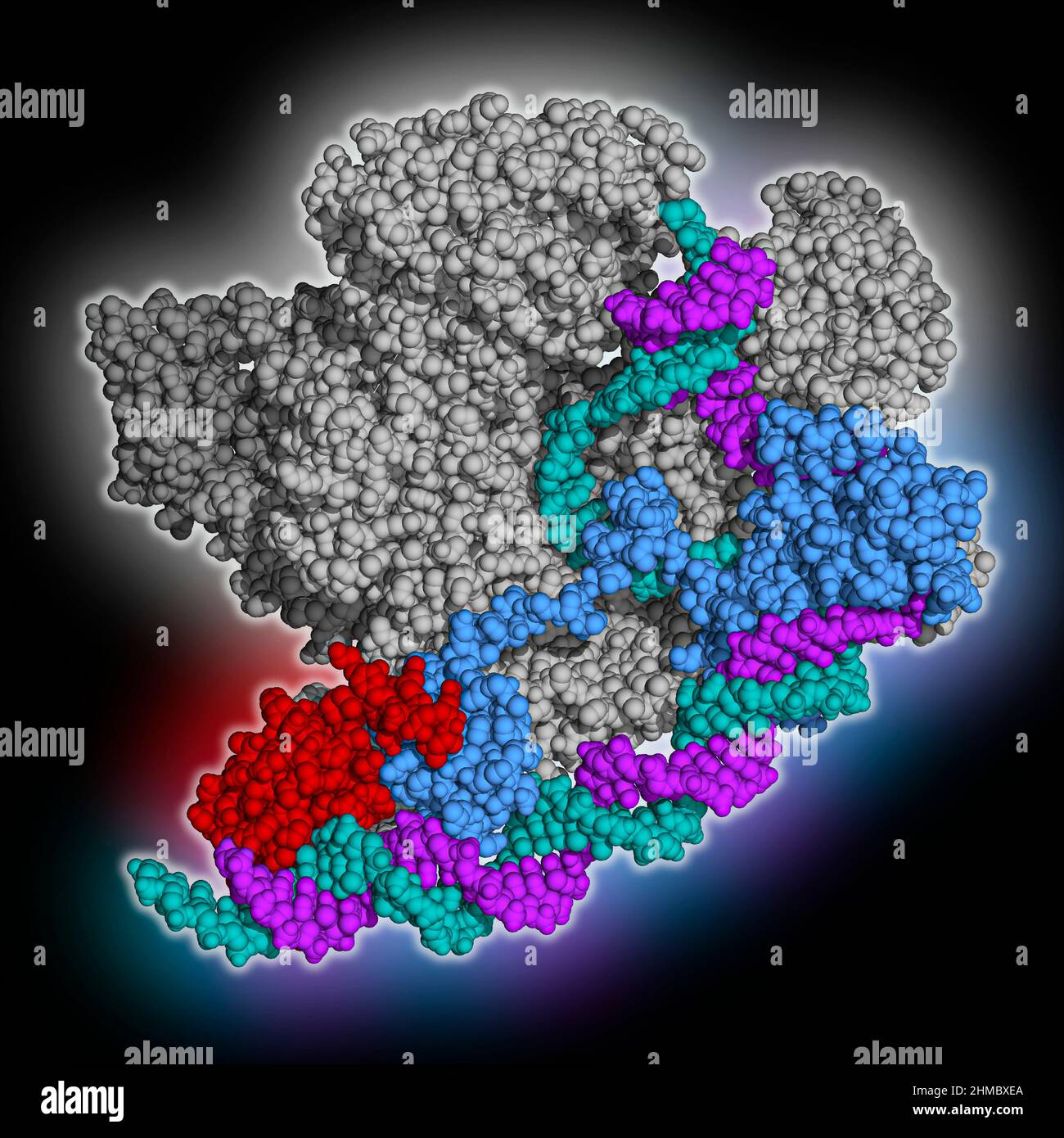 Spx-dependent transcription activation, molecular model Stock Photo - Alamy