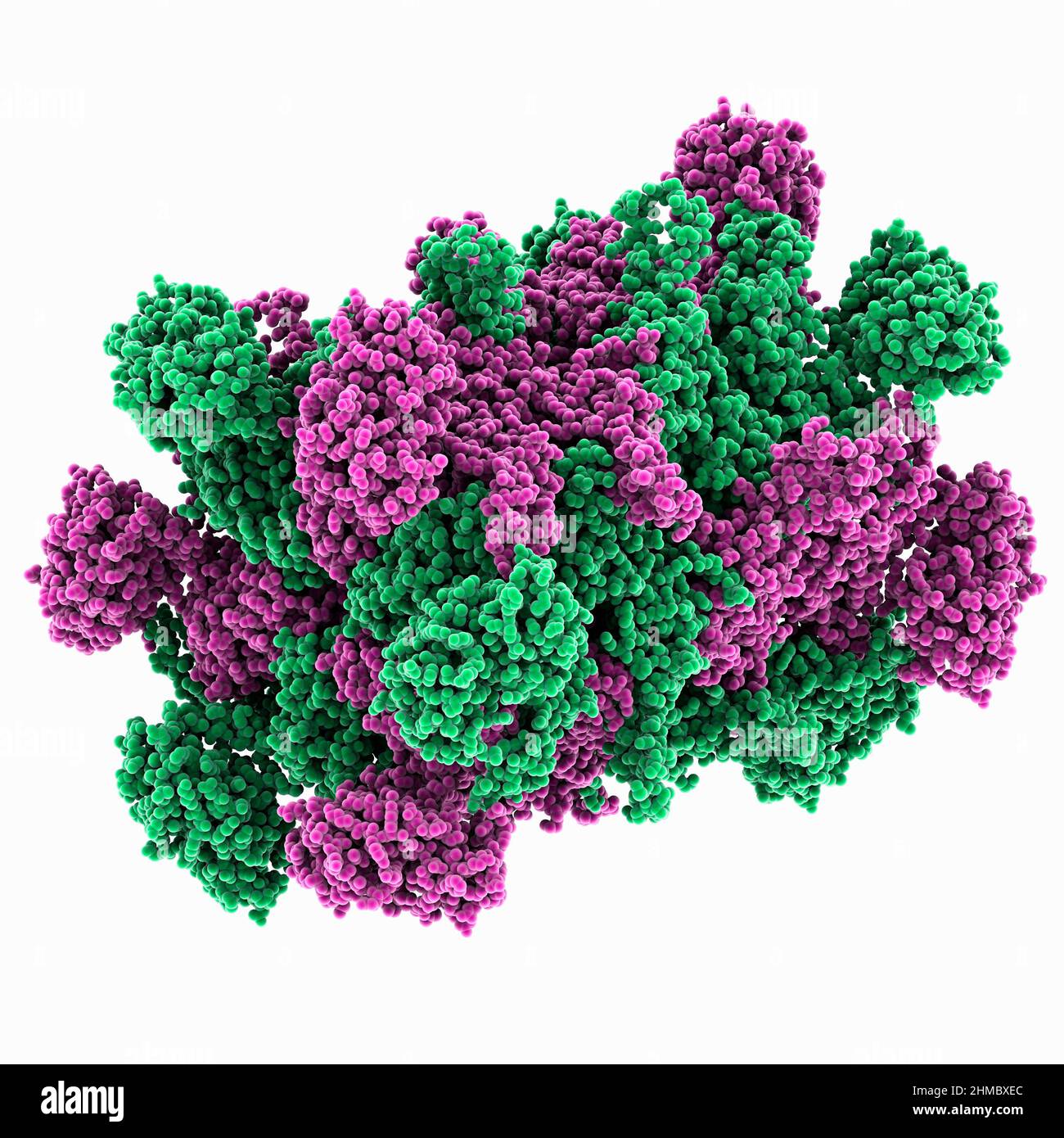 Valosin-containing protein, molecular model Stock Photo - Alamy