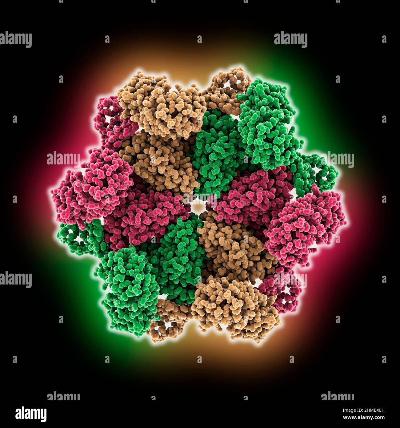 Valosin-containing protein hexamer, molecular model Stock Photo - Alamy