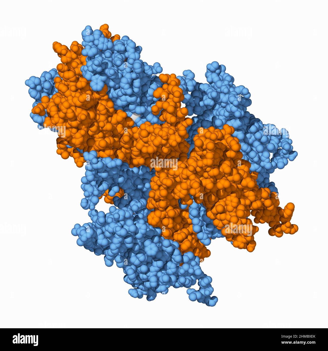 Human potassium channel Kv4.2, molecular model Stock Photo - Alamy