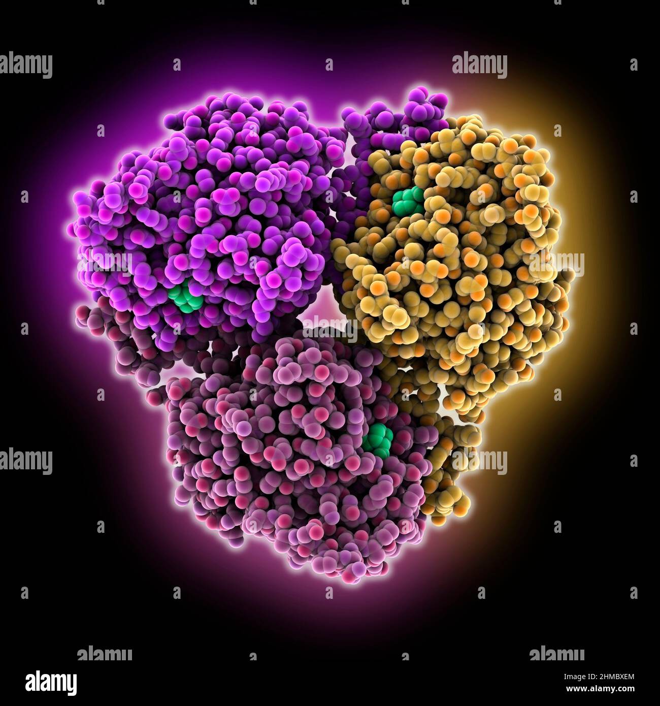 Human arginase 1 complexed with inhibitor, molecular model Stock Photo ...