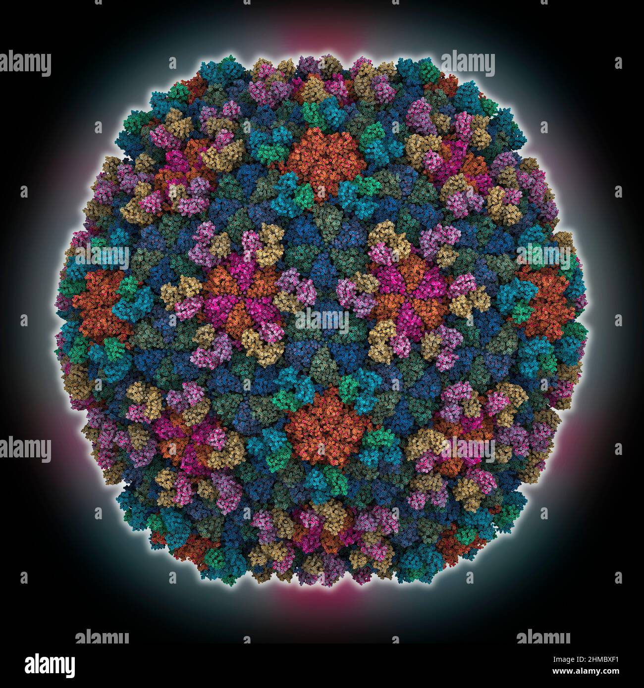 Helicobacter pylori bacteriophage capsid, molecular model Stock Photo ...