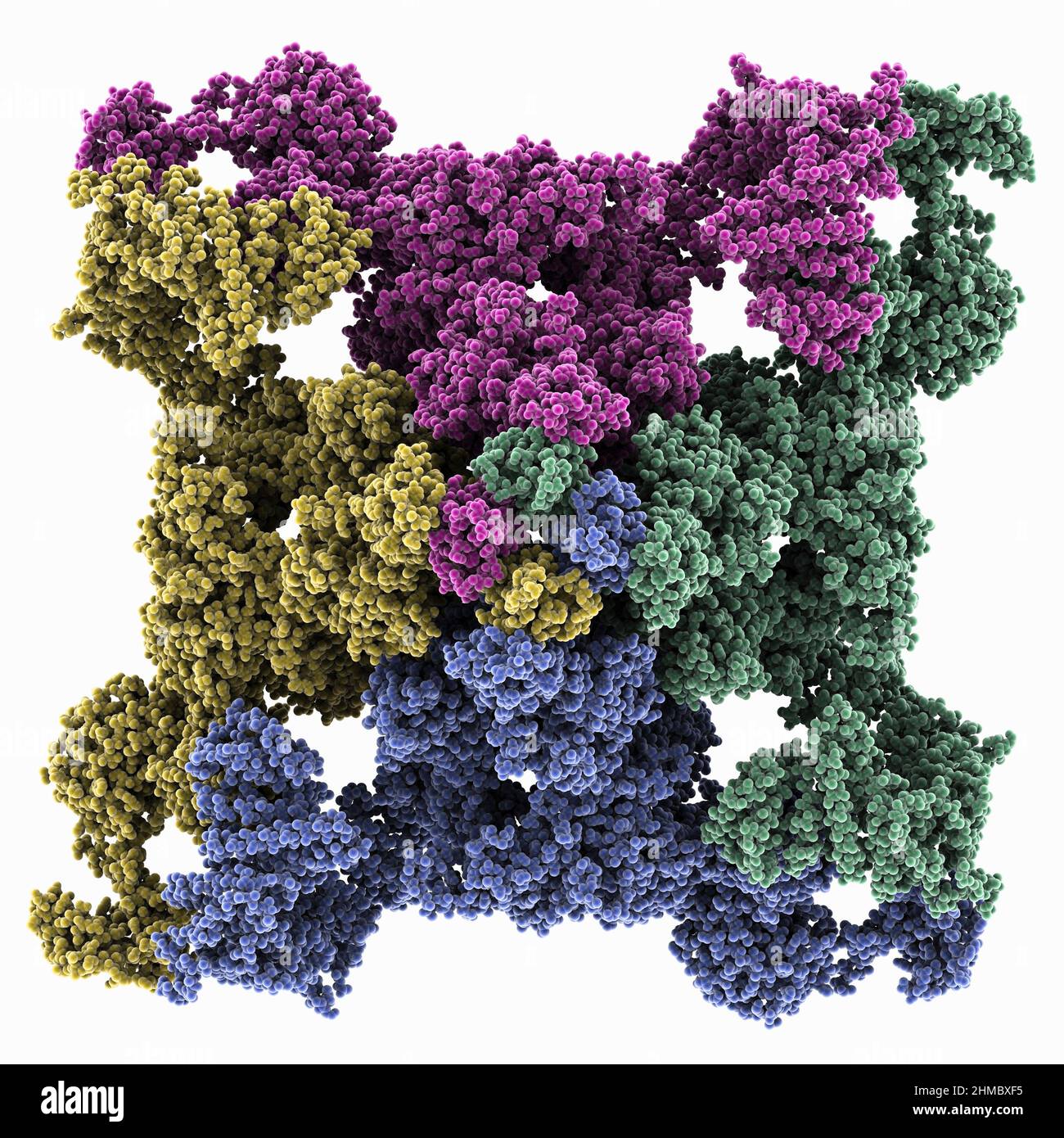 Rabbit Ryanodine Receptor 1 structure, molecular model Stock Photo - Alamy