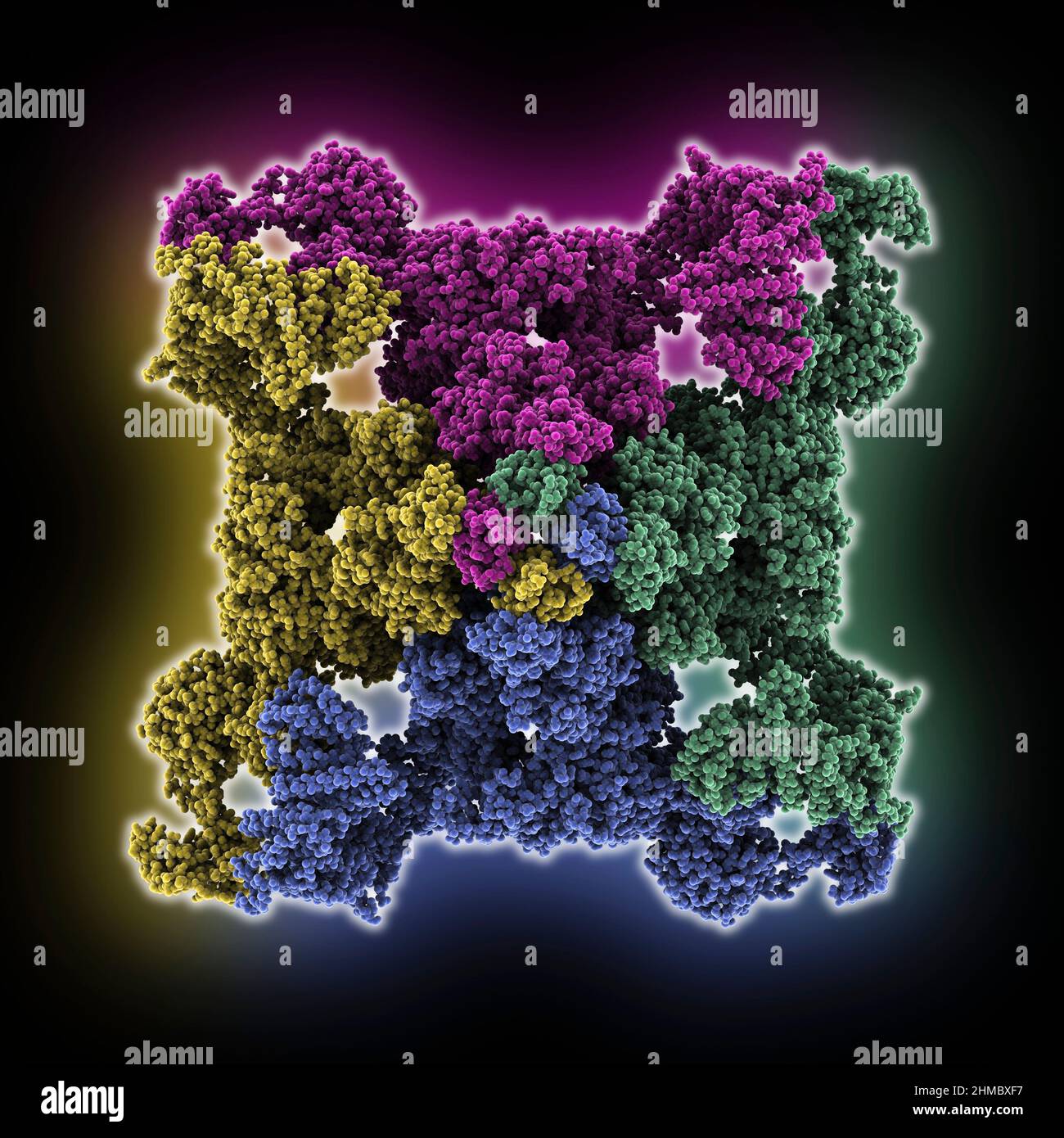 Rabbit Ryanodine Receptor 1 structure, molecular model Stock Photo - Alamy