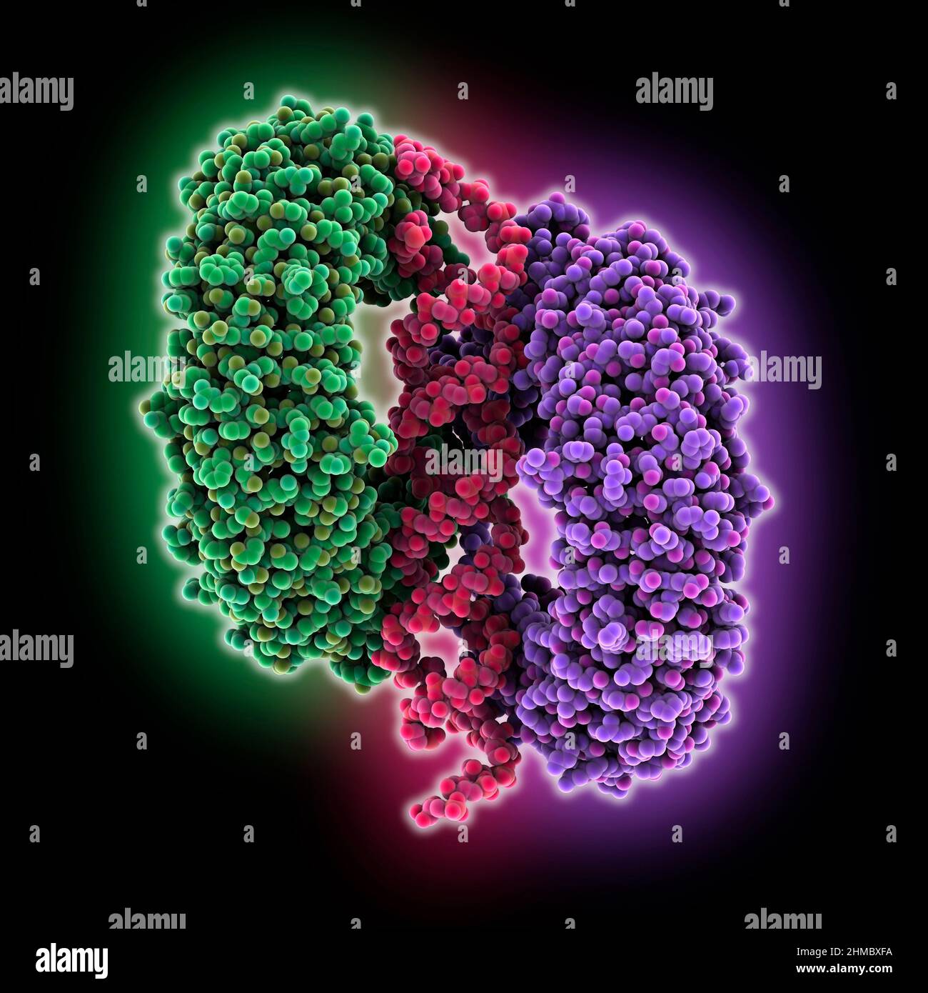Toll-like receptor complexed with lncRNA, molecular model Stock Photo ... Toll-like receptor complexed with lncRNA, molecular model Stock Photo ...