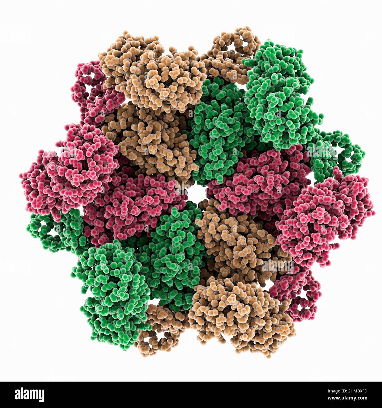Valosin-containing protein hexamer, molecular model Stock Photo - Alamy