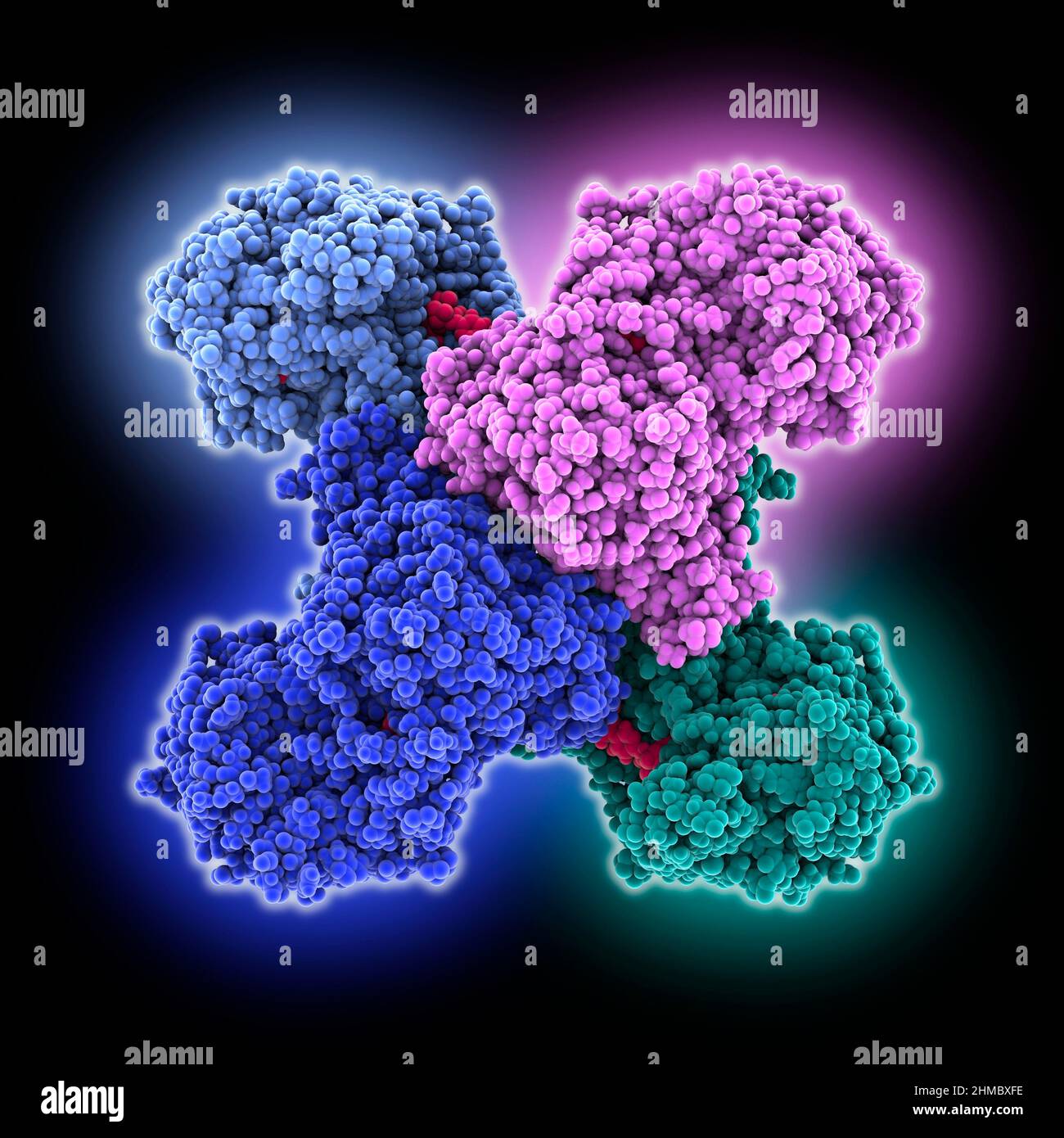 Human cytidine triphosphate synthase 1, molecular model Stock Photo - Alamy
