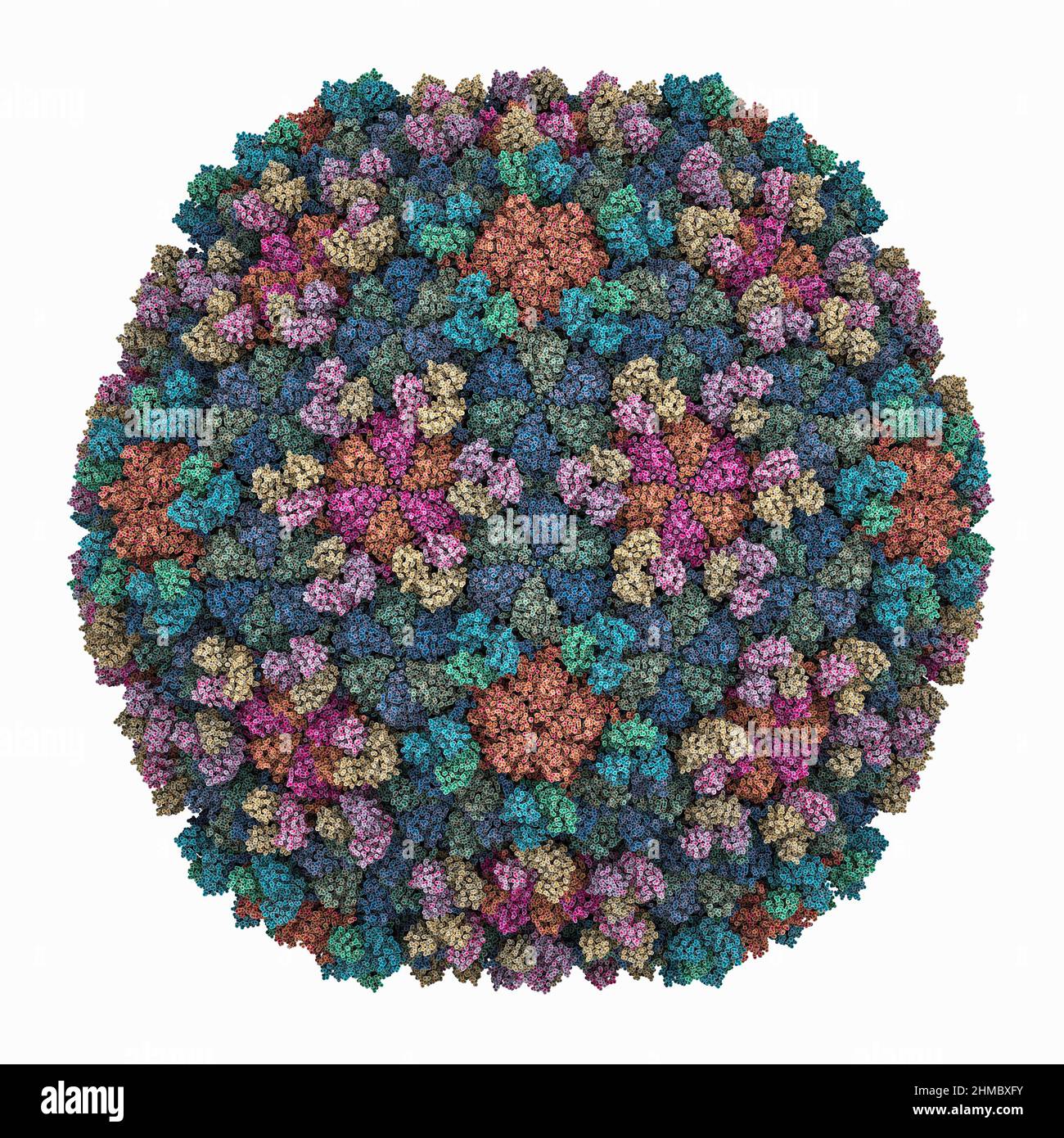 Helicobacter pylori bacteriophage capsid, molecular model Stock Photo ...